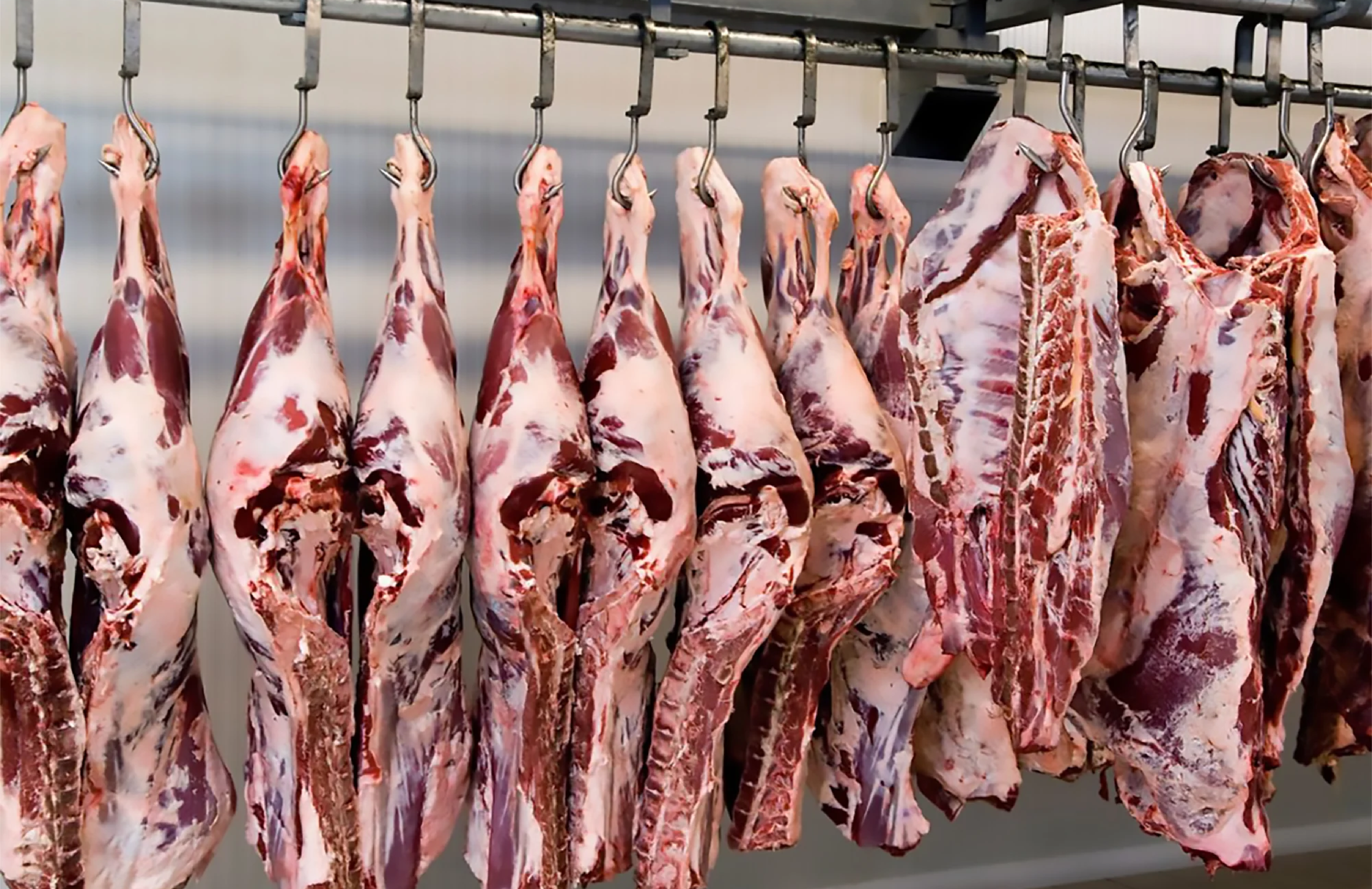 Flexco | Waste Walk | Beef